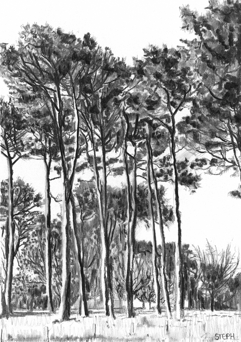 Keurboom Canopies – Source Artistry